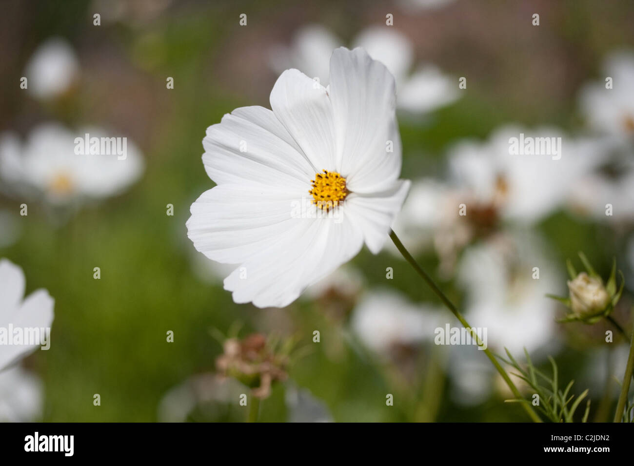 Growing in the countryside hi-res stock photography and images - Alamy