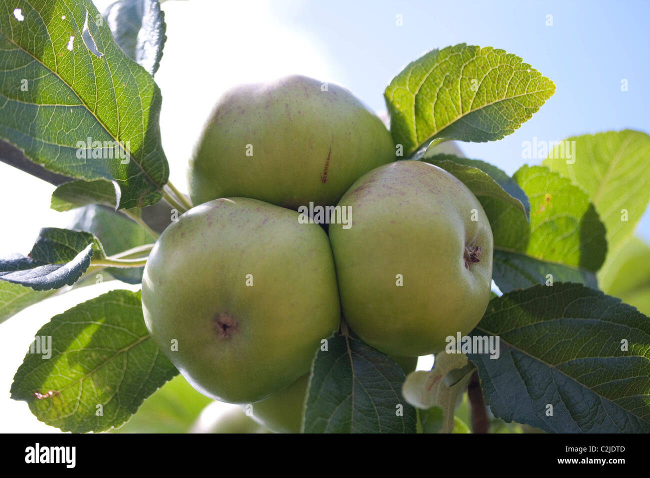 Apples growing on the tree Stock Photo - Alamy