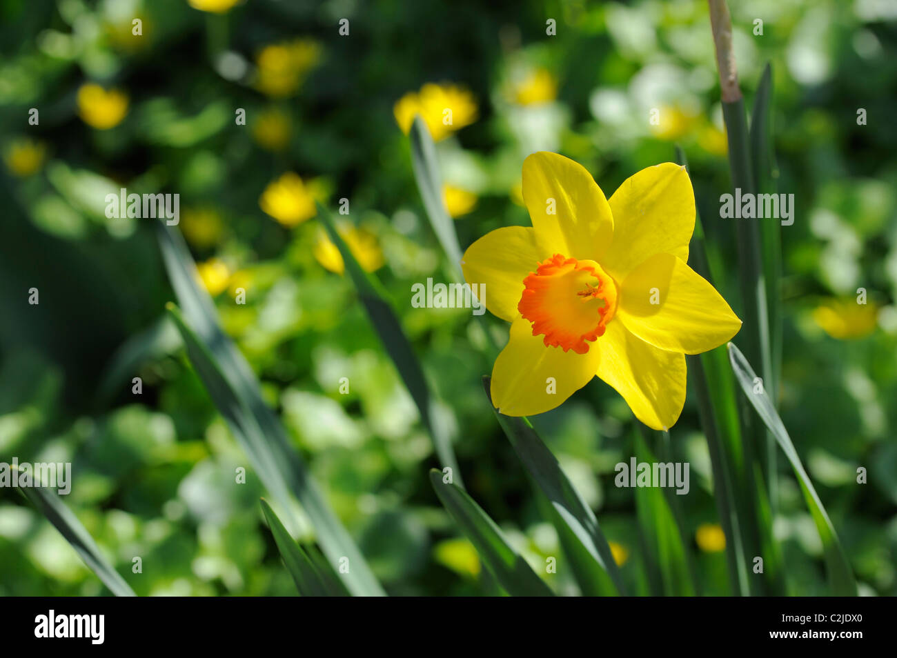 Yellow orange Narcissus flower in bloom Stock Photo - Alamy