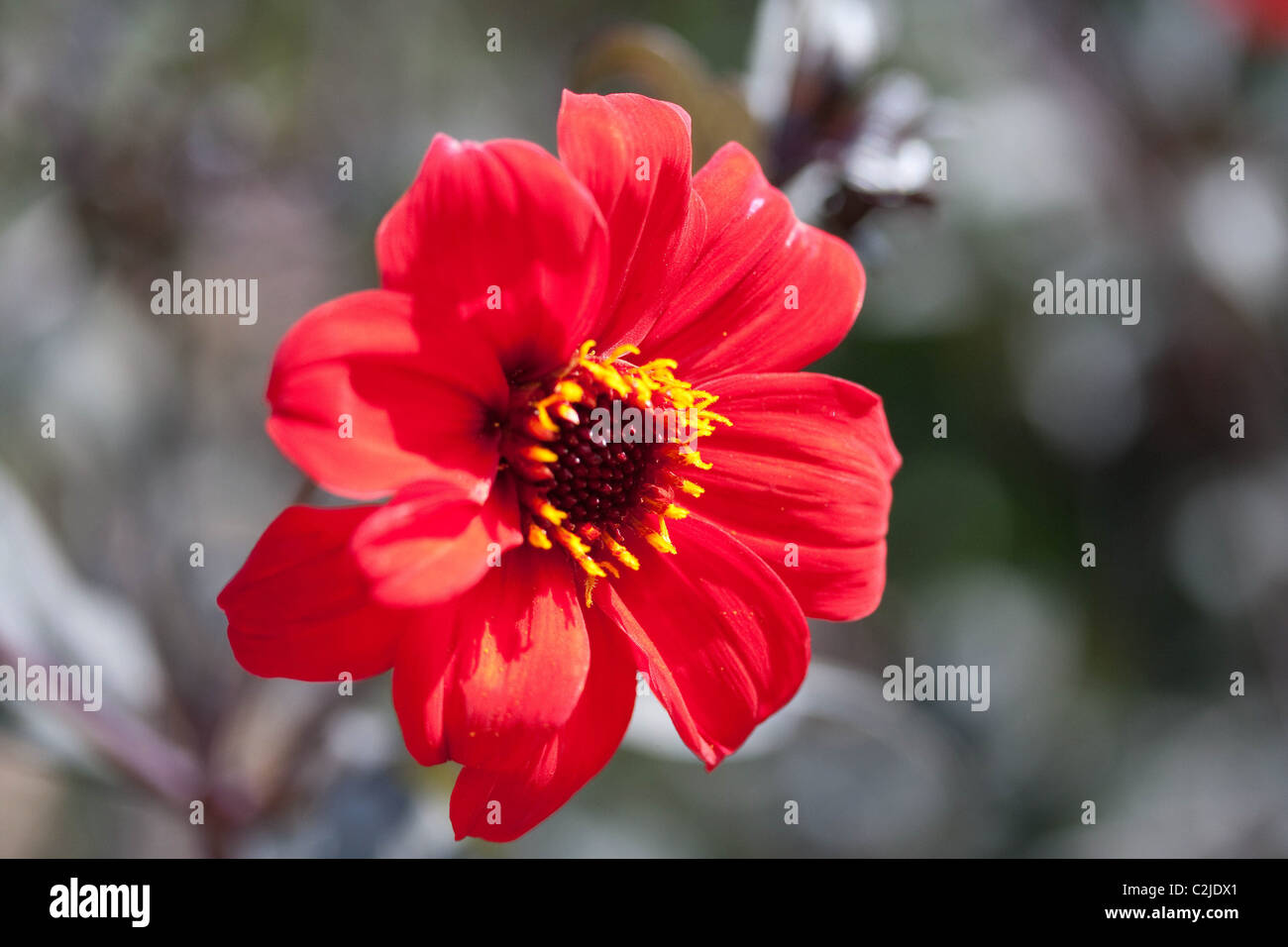 Striking Red Flower Stock Photo - Alamy
