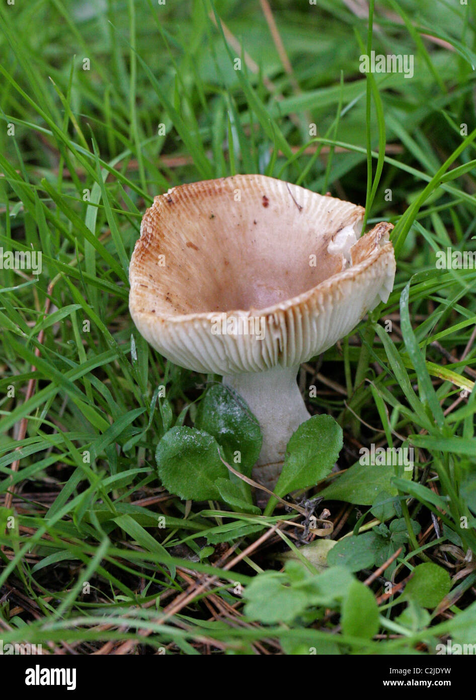 Russula pectinatoides, Russulaceae, UK Stock Photo - Alamy