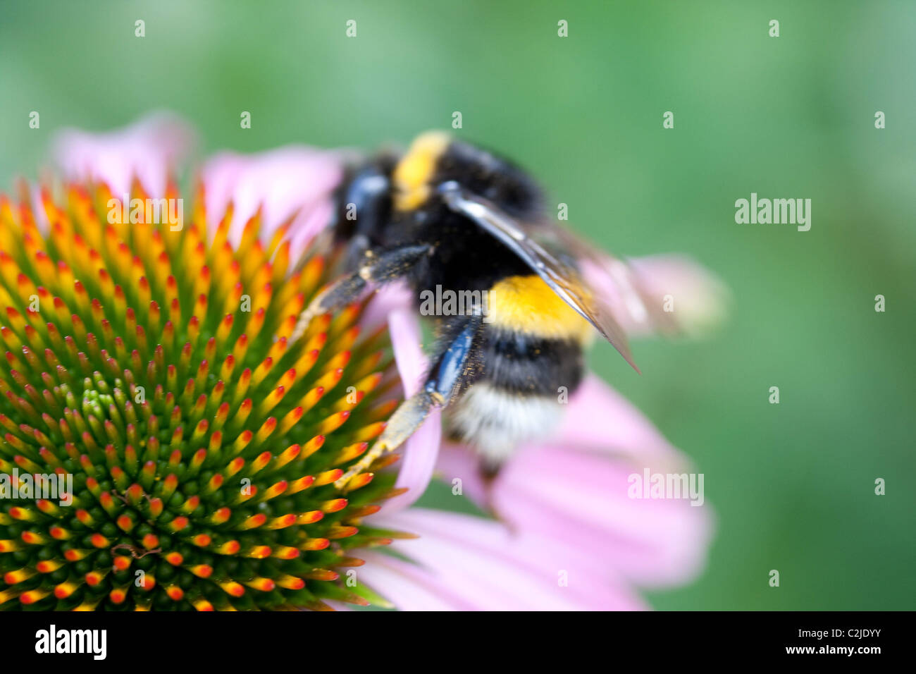 Bee Collecting pollen from flower in summer Stock Photo - Alamy