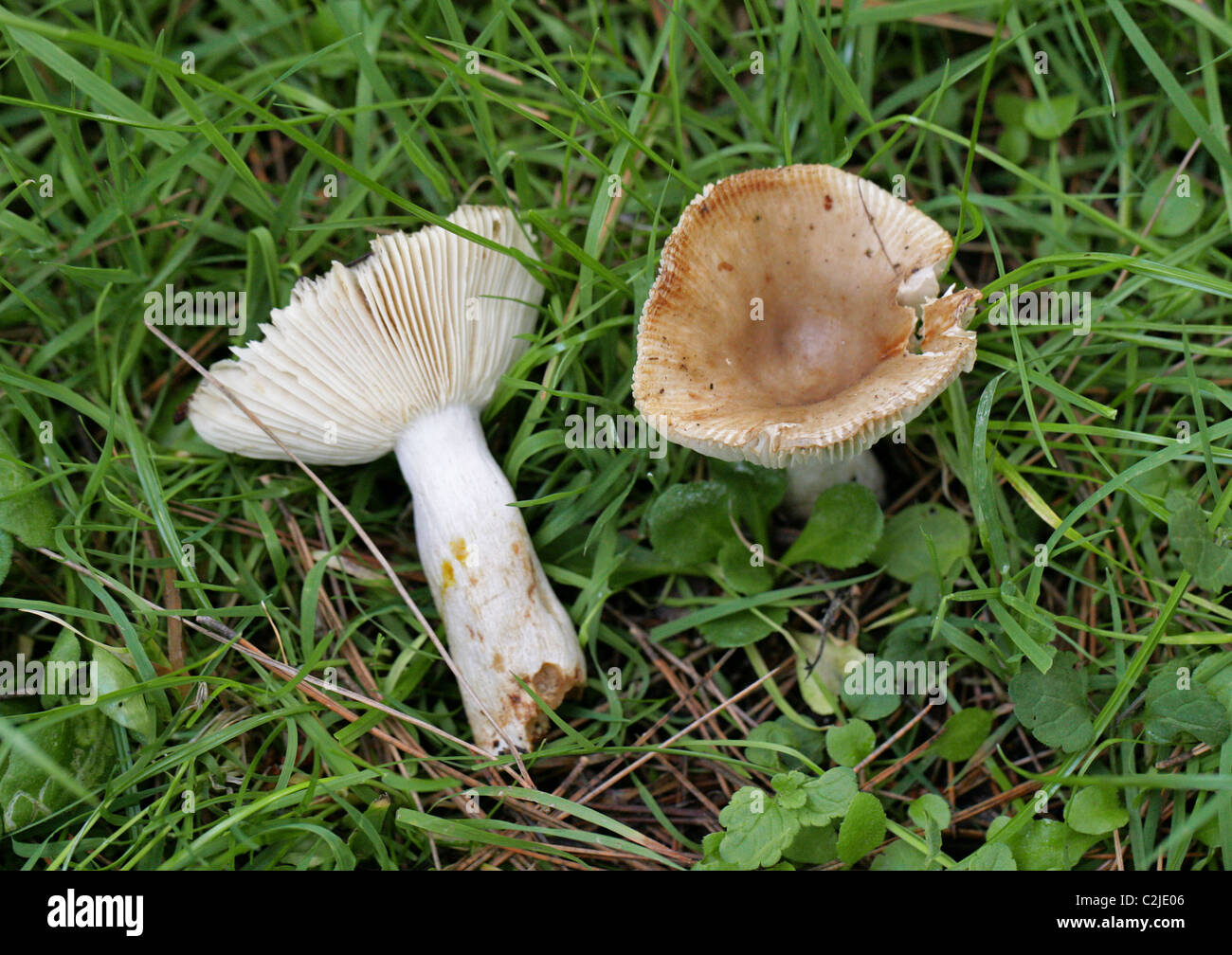 Russula pectinatoides hi-res stock photography and images - Alamy