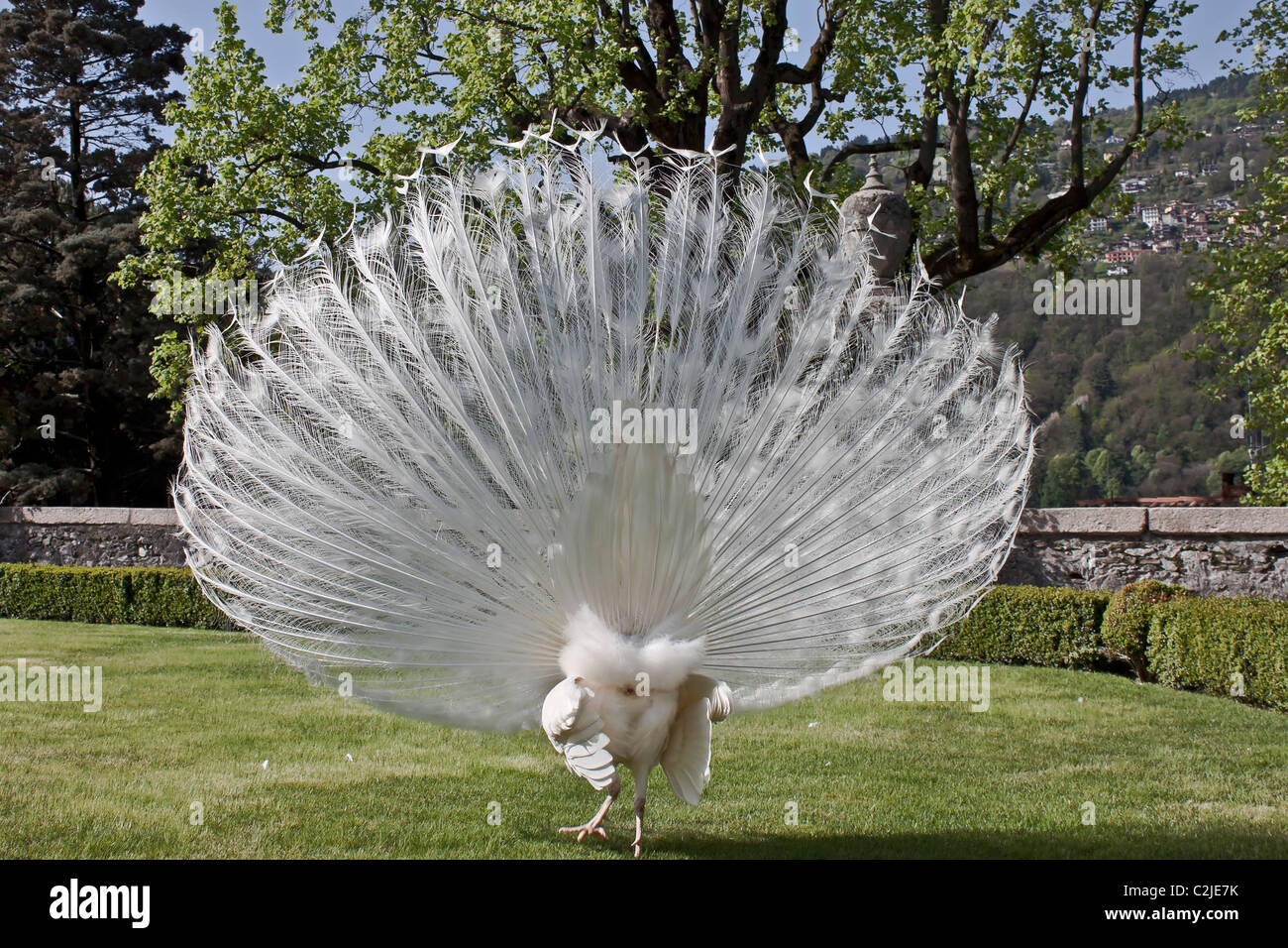 Peacocks fan hi-res stock photography and images - Alamy