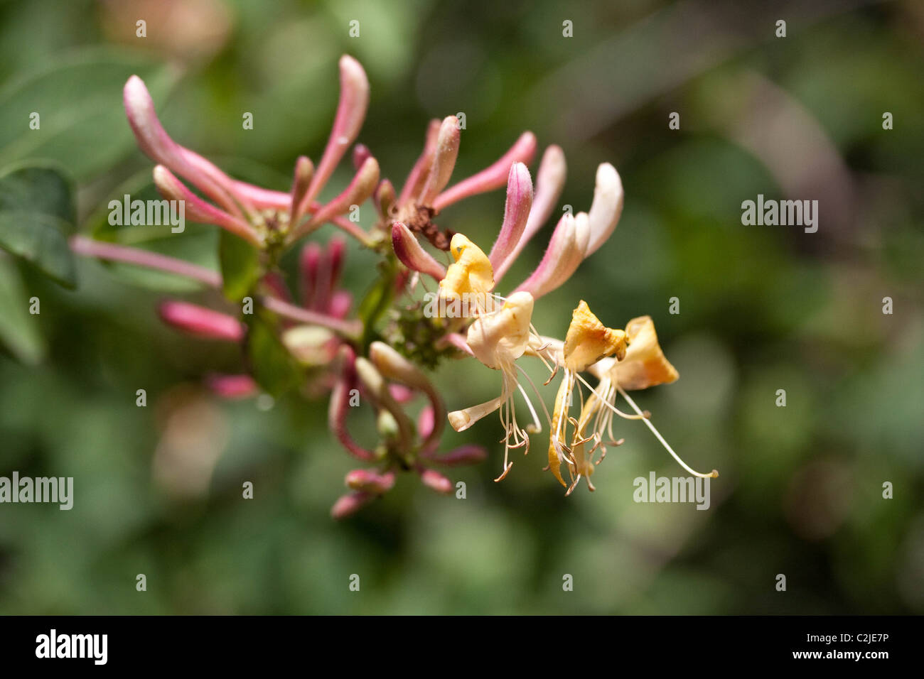 Wild honeysuckle in flower hi-res stock photography and images - Alamy