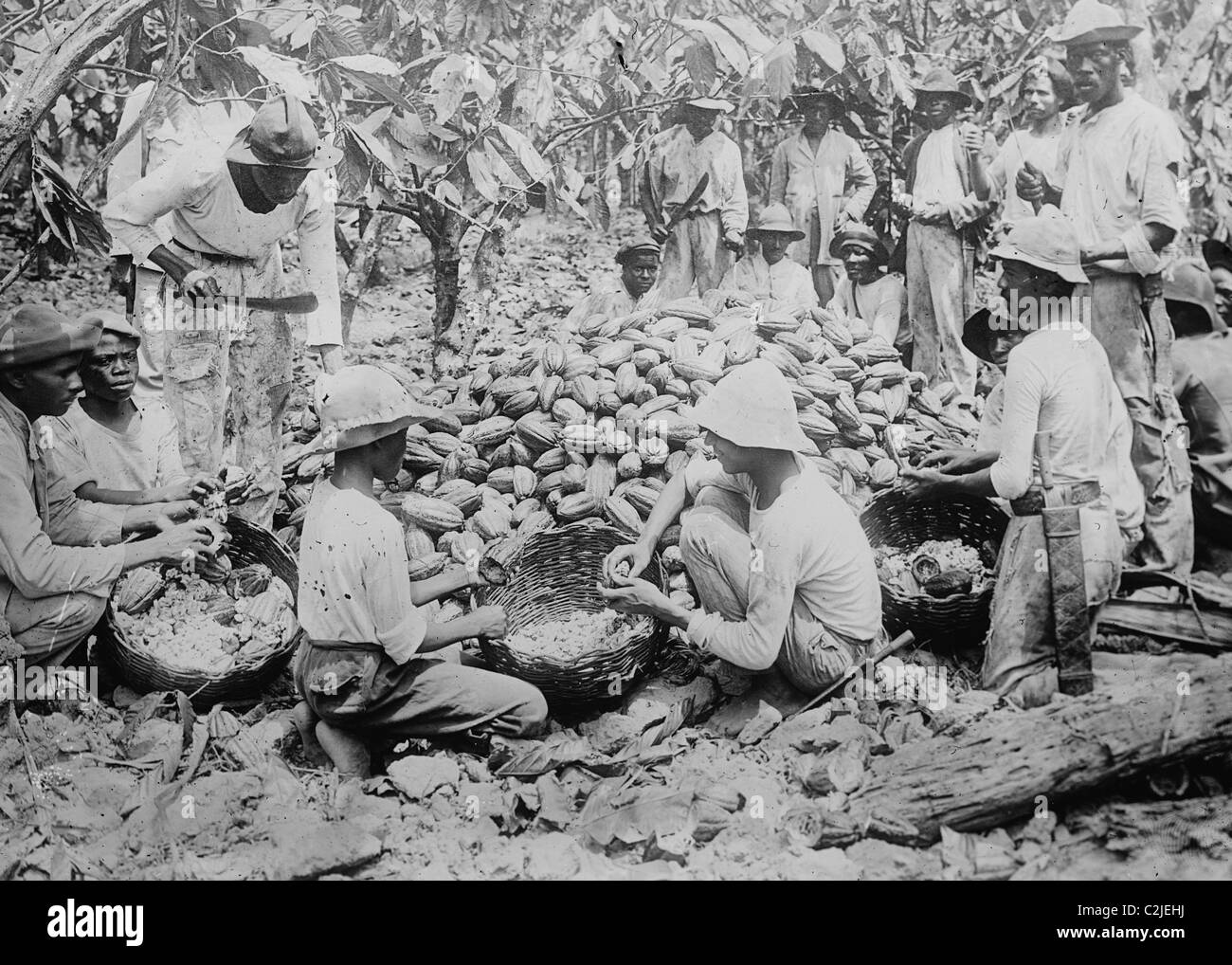 Sorting cocoa beans Stock Photo - Alamy