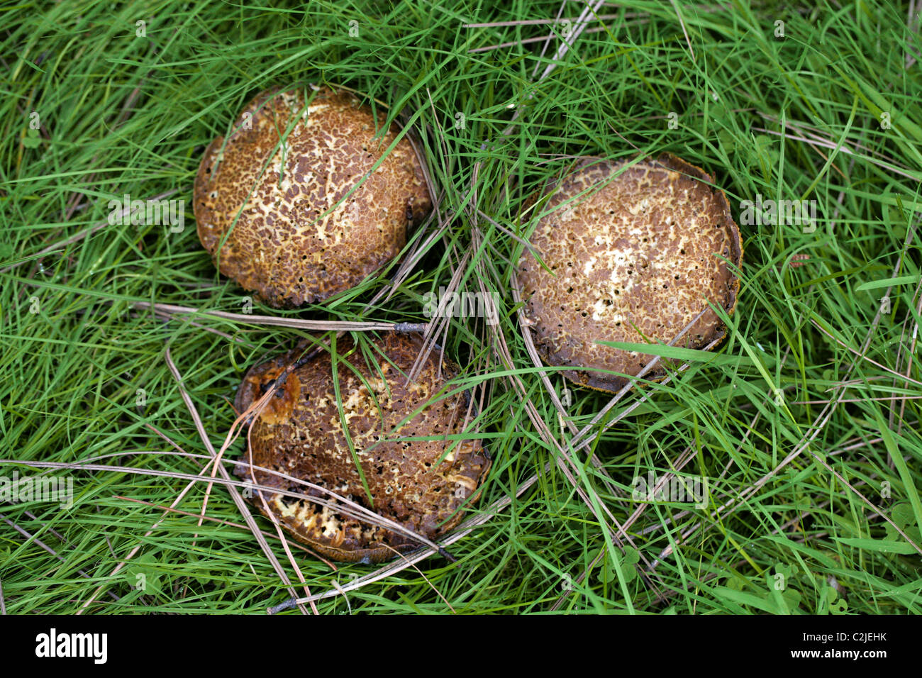Sepia Bolete, Boletus porosporus, Boletaceae, UK, Late September Fungi ...