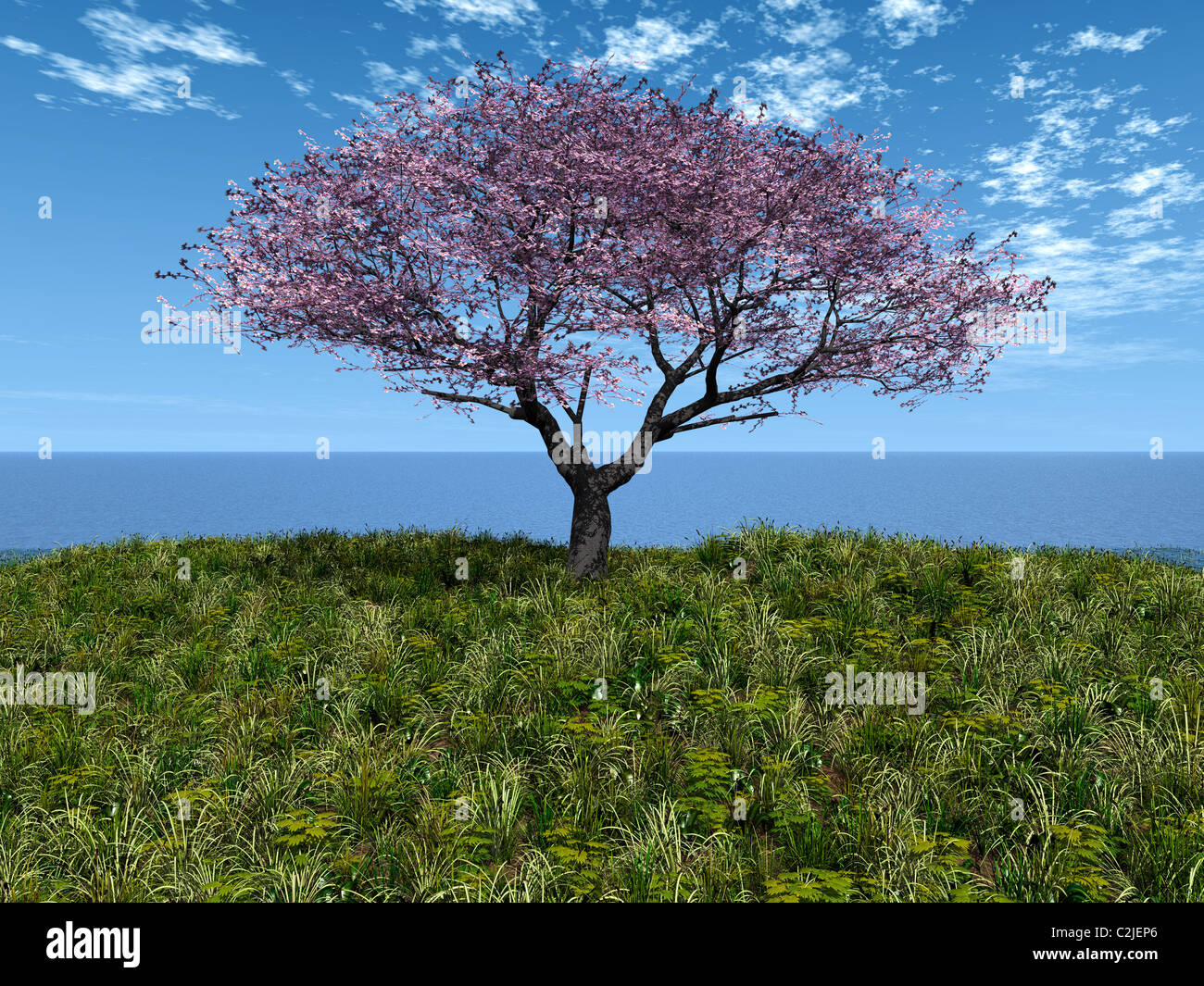cherry tree by the sea Stock Photo - Alamy