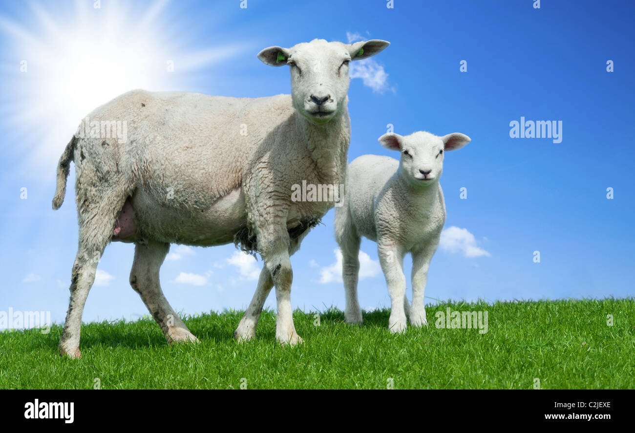 Friesland Sheep High Resolution Stock Photography and Images - Alamy