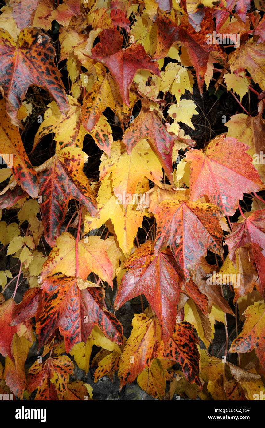 Autumn colours of the Boston Ivy (Parthenocissus tricuspidata 'Veitchii ...