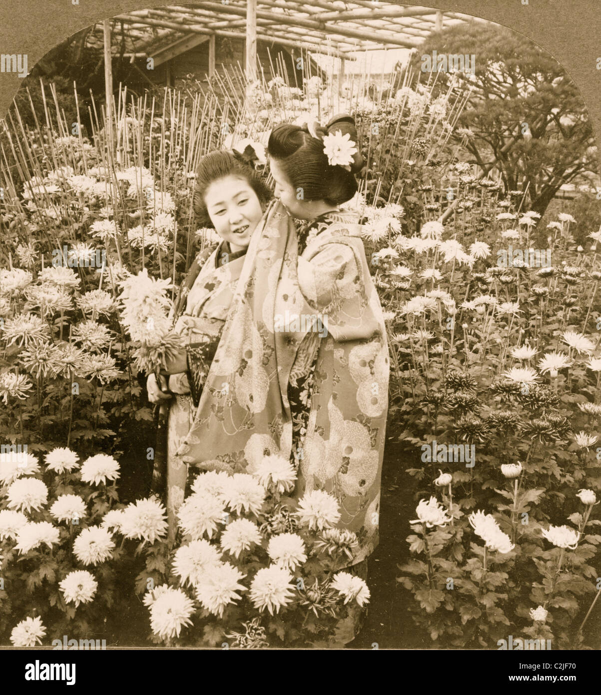 A chrysanthemum secret, Japan Stock Photo - Alamy