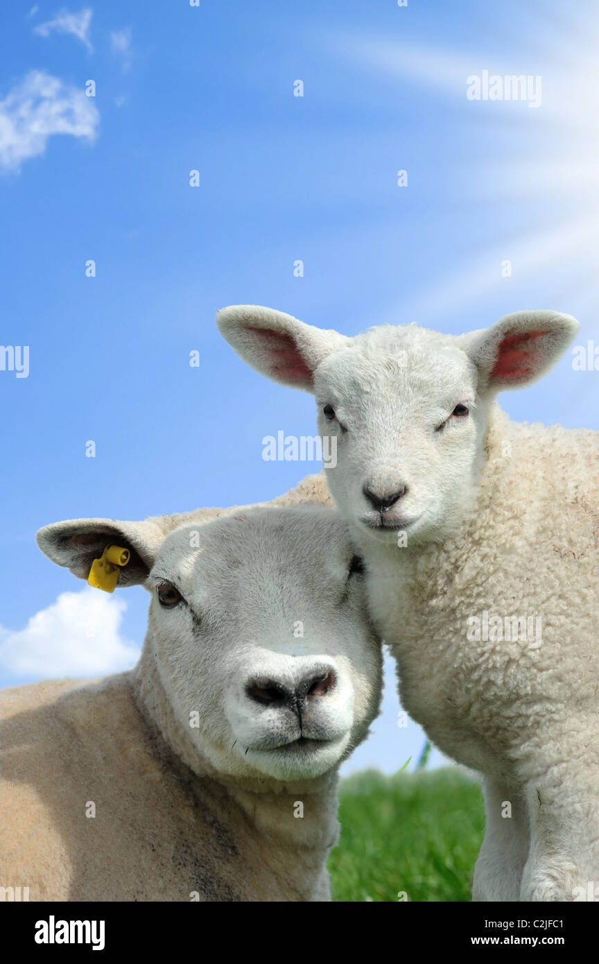 Mother sheep and her lamb in spring, Friesland The Netherlands Stock ...