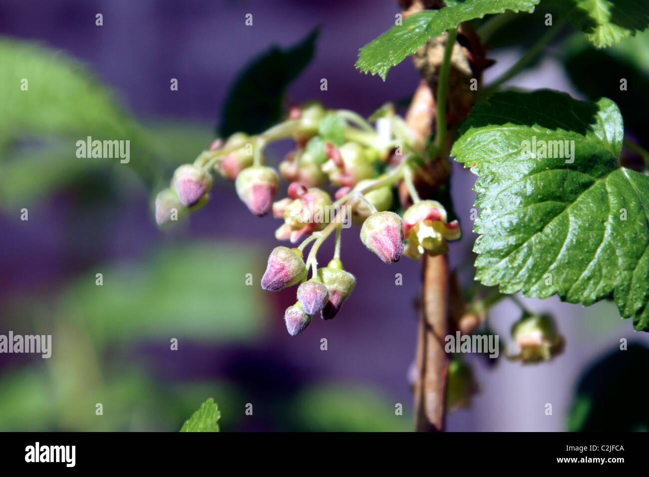 Blackcurrant bush in flower hi-res stock photography and images - Alamy