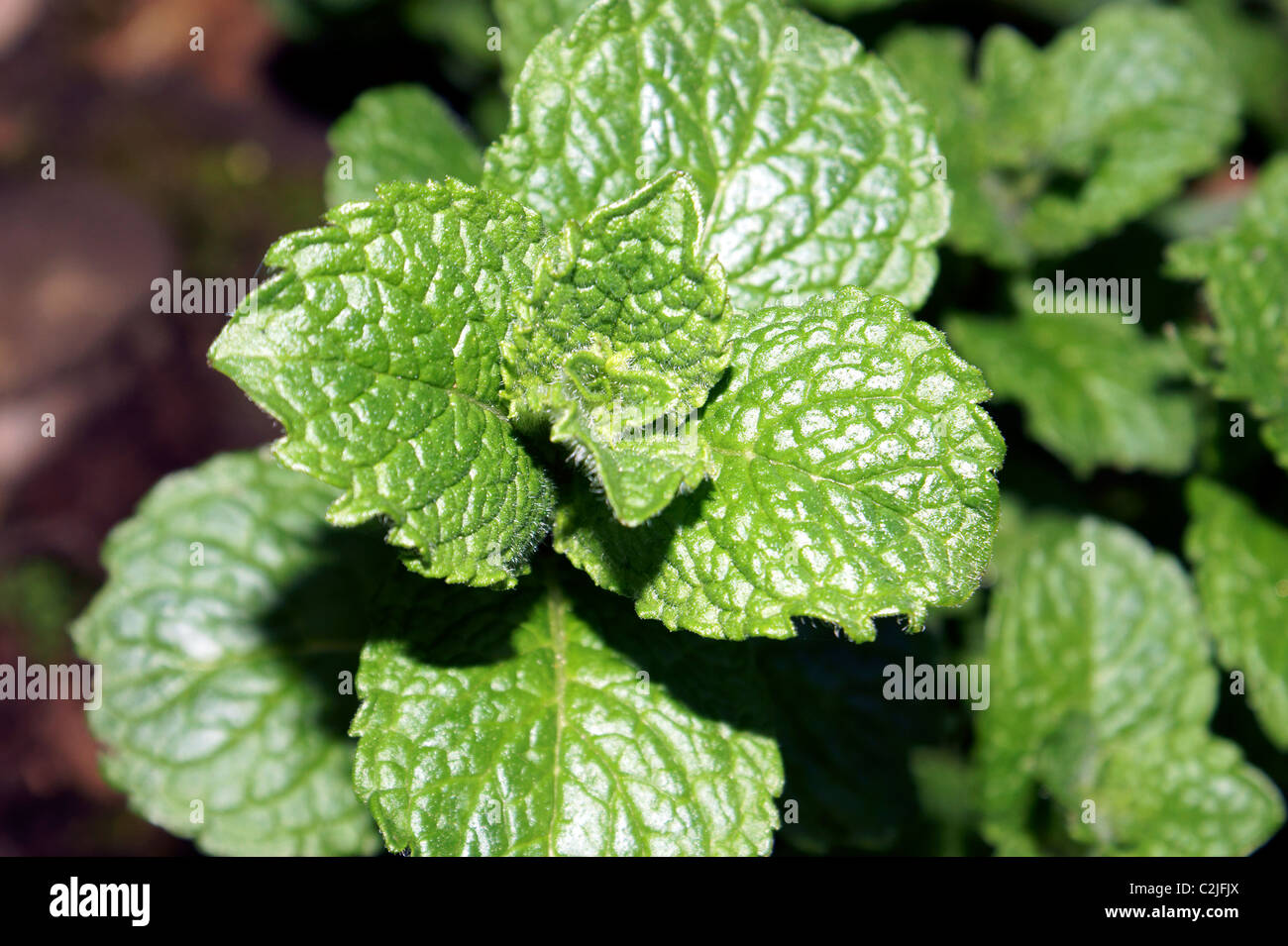 Chewing mint flavour gum hi-res stock photography and images - Alamy