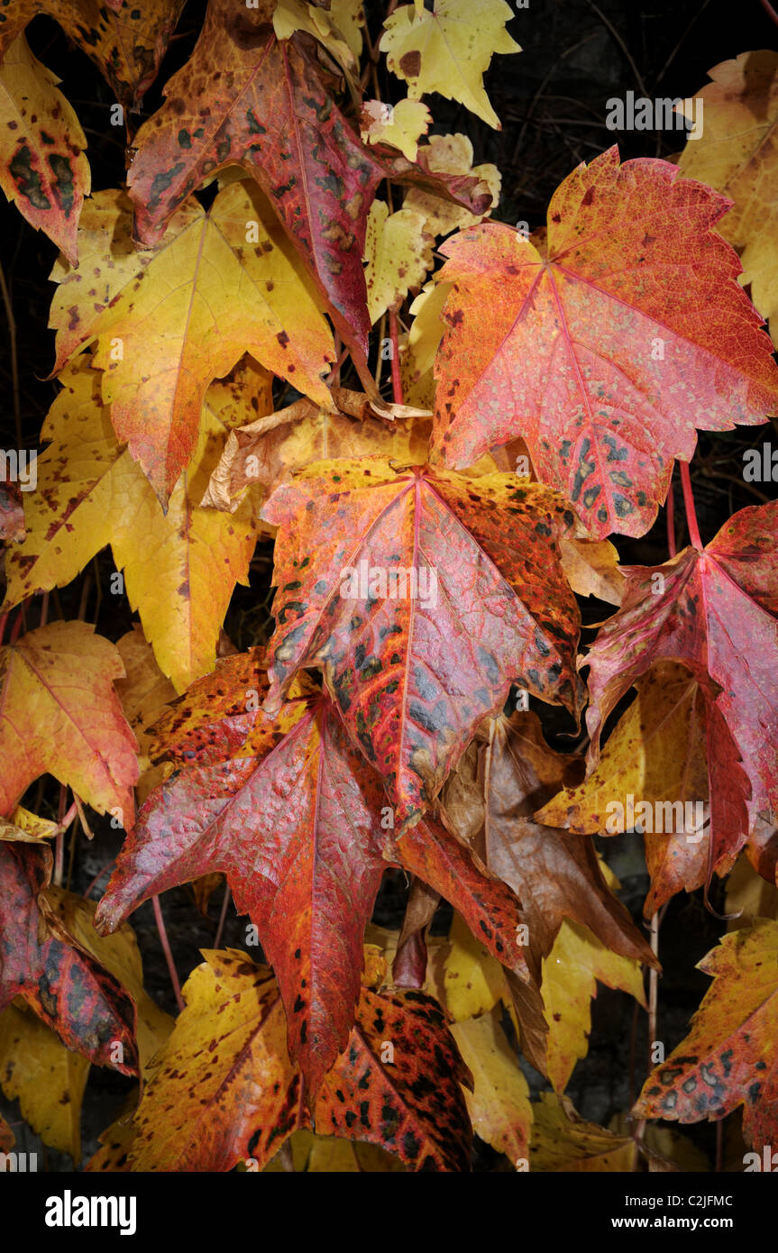 Autumn colours of the Boston Ivy (Parthenocissus tricuspidata 'Veitchii ...