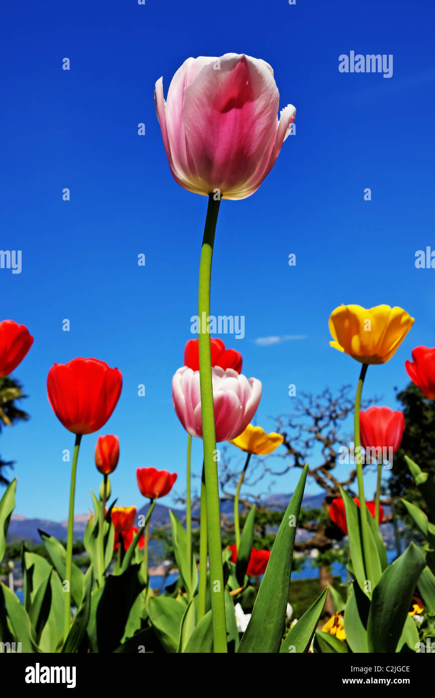 Tulips hi-res stock photography and images - Alamy