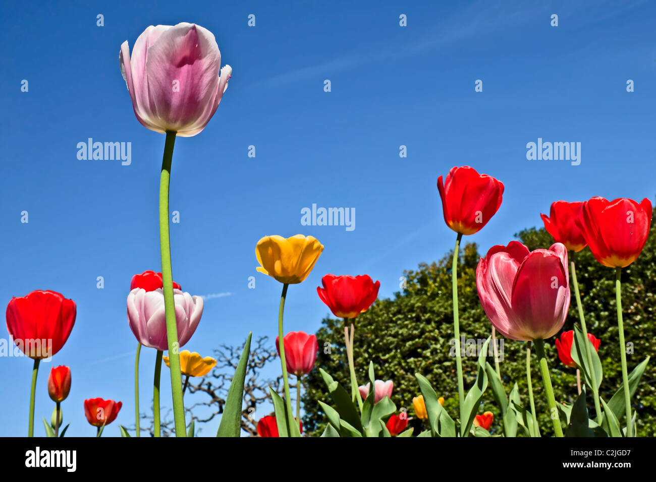 Tulips hi-res stock photography and images - Alamy