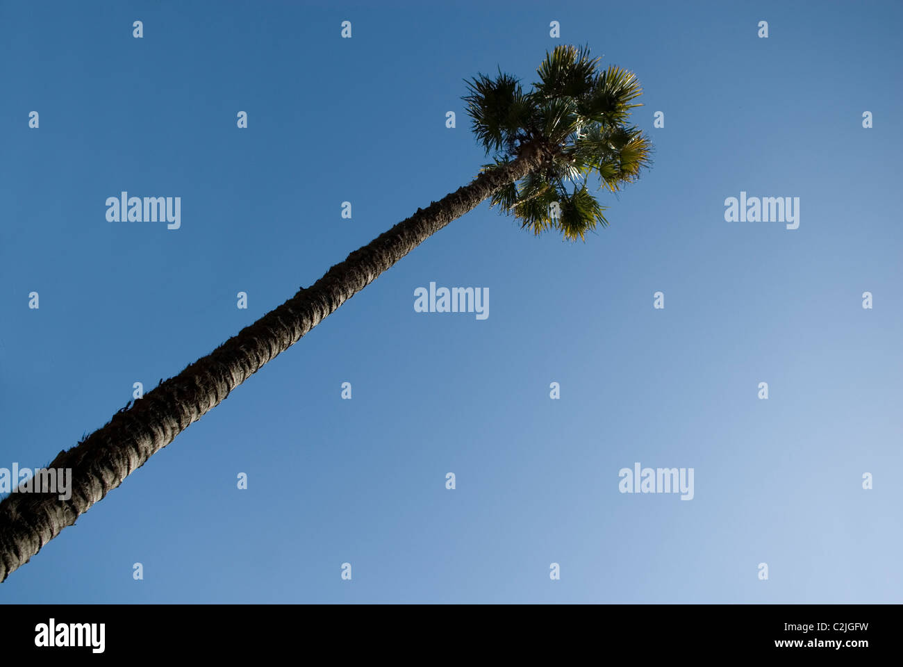 Palm tree against a clear blue sky with space for text Stock Photo - Alamy