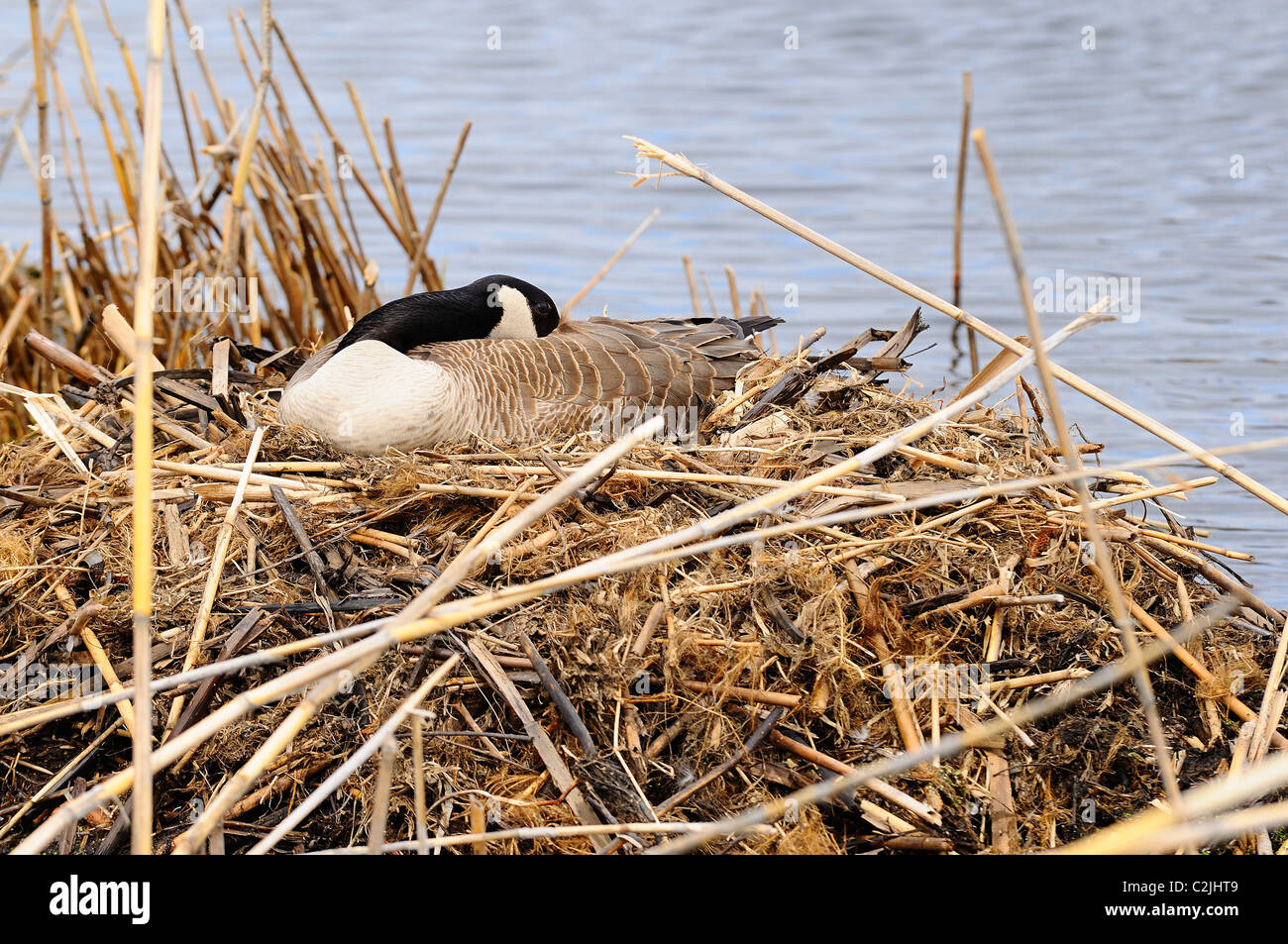 Muskrat den hi-res stock photography and images - Alamy