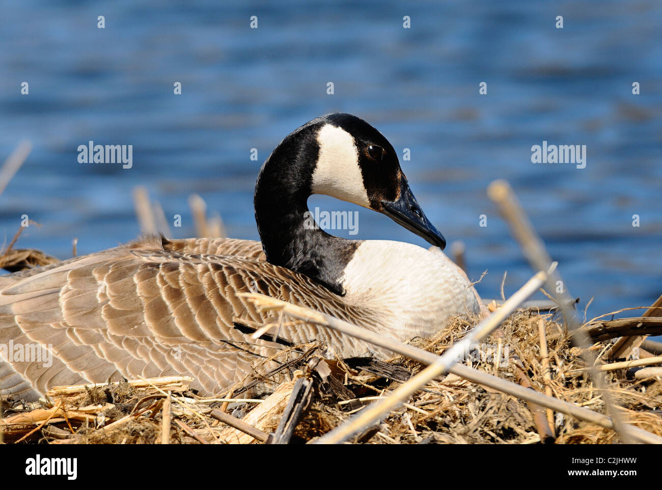 Muskrat den hi-res stock photography and images - Alamy