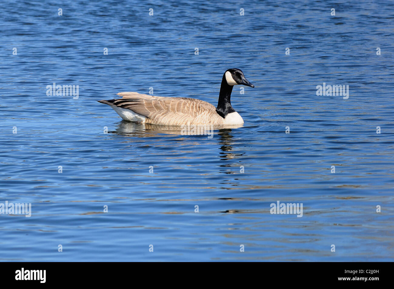 Nesting Goose And Gander