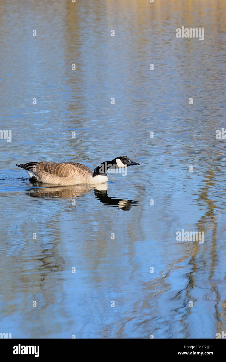 Male Goose (Gander) keeping guard during nesting season Stock Photo - Alamy