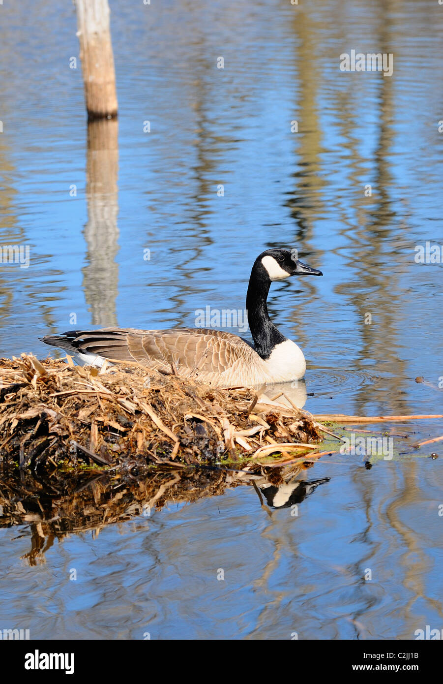 Male Goose (Gander) keeping guard during nesting season Stock Photo - Alamy