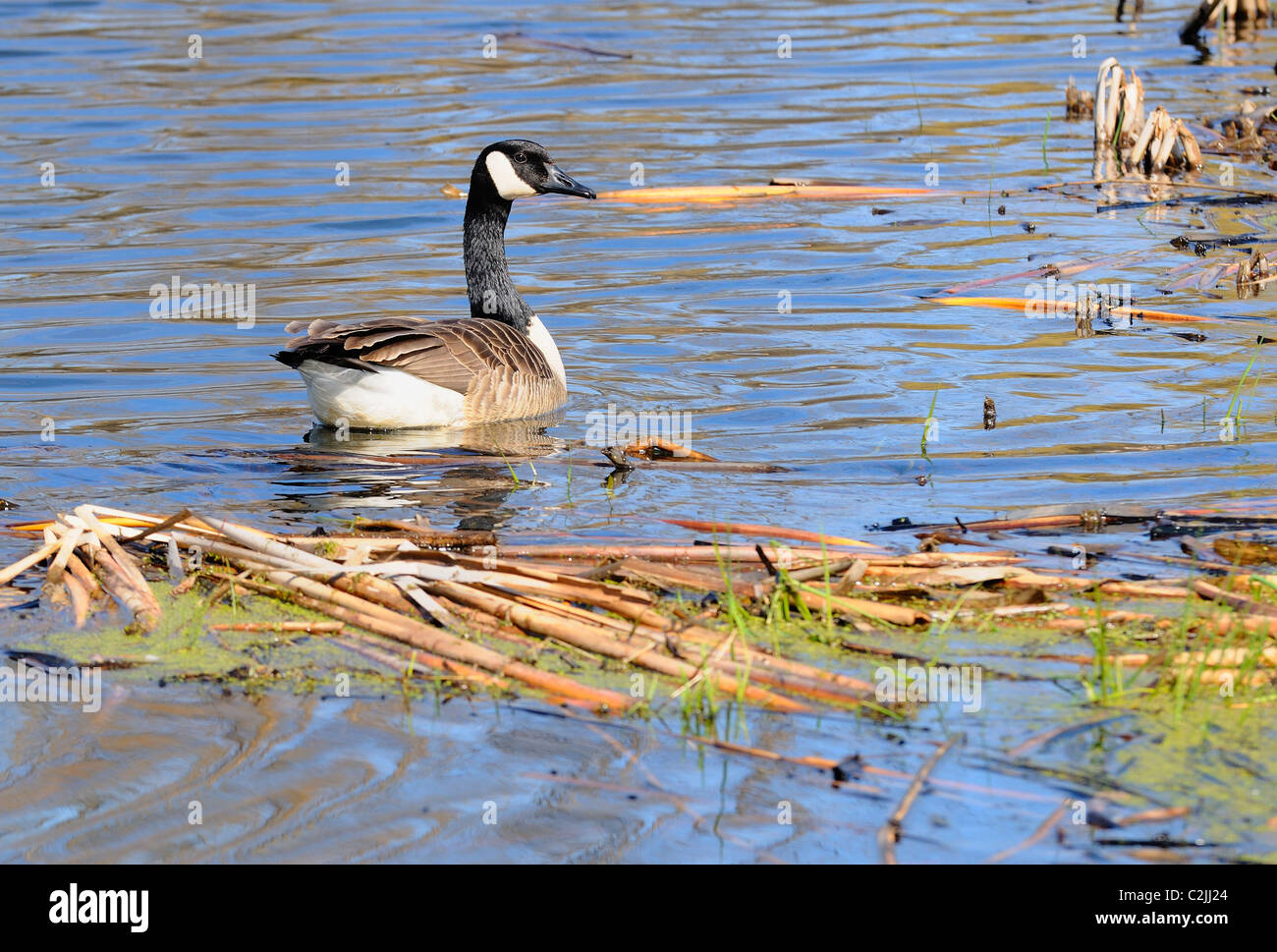 Male Goose (Gander) keeping guard during nesting season Stock Photo - Alamy