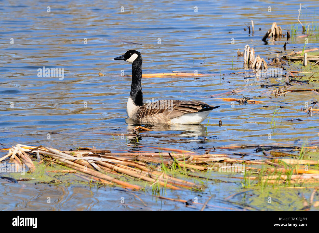 Nesting Goose And Gander