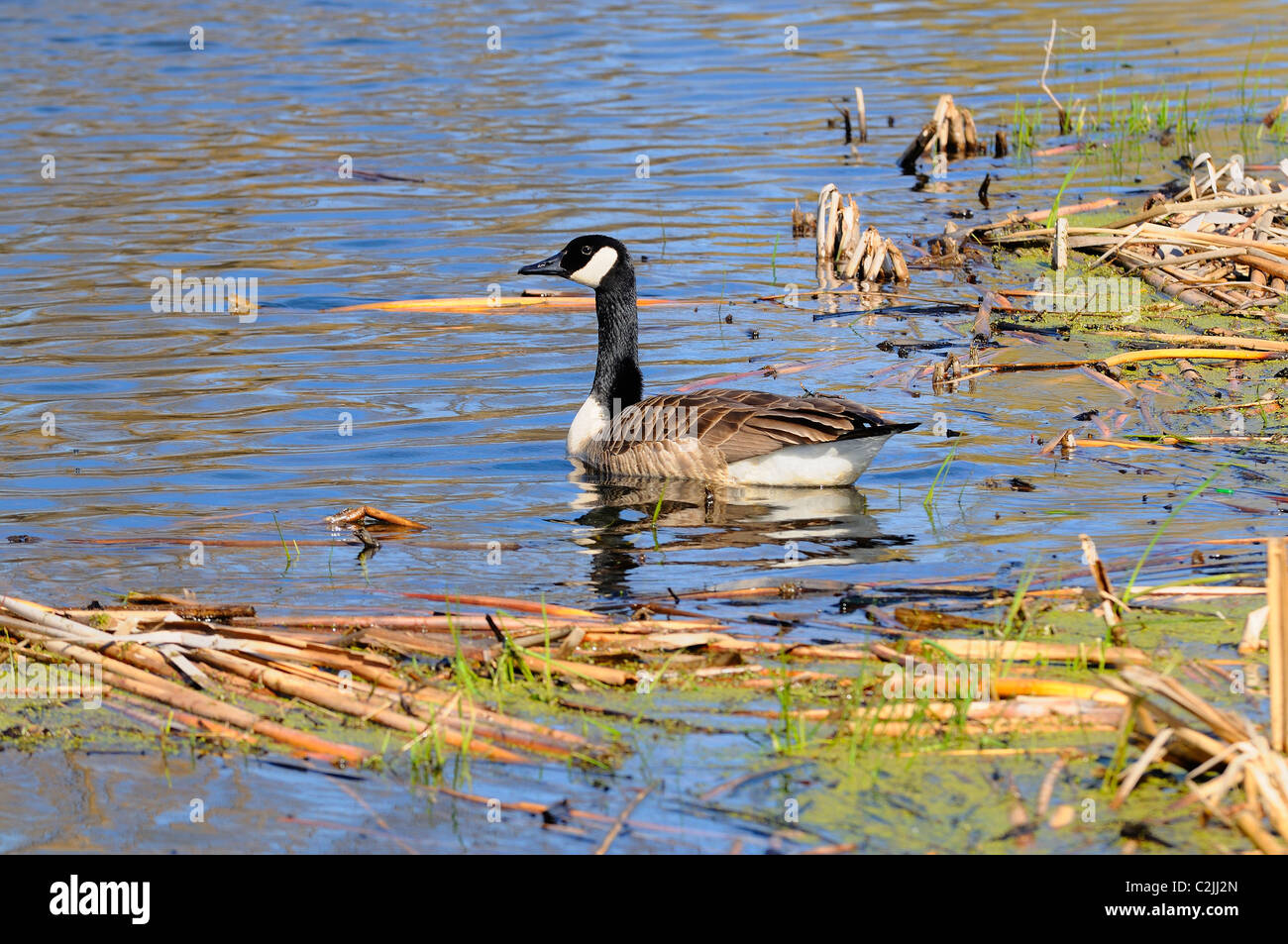 Male Goose (Gander) keeping guard during nesting season Stock Photo - Alamy