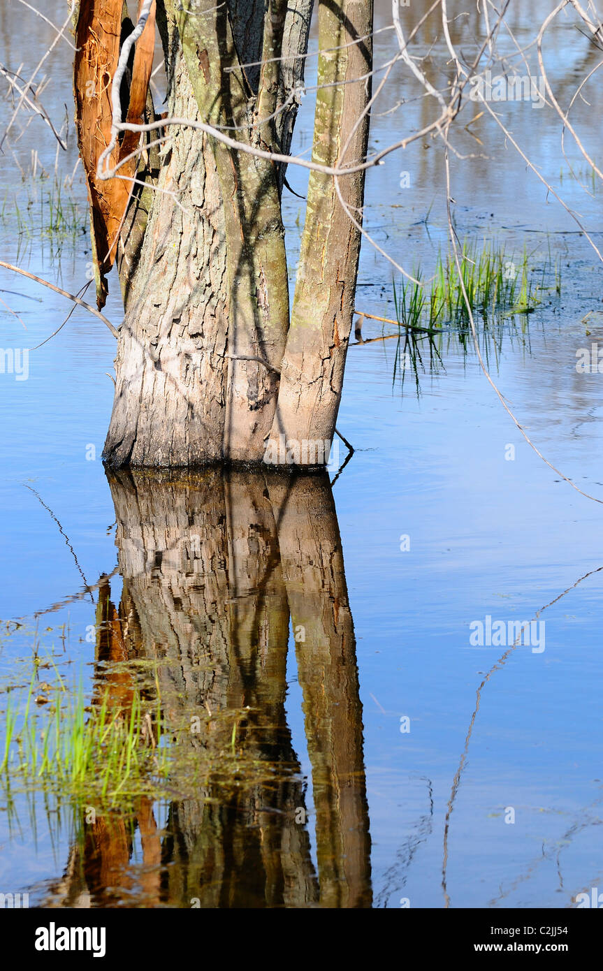 Reflection of tree trunk in a wetland ecosystem Stock Photo - Alamy