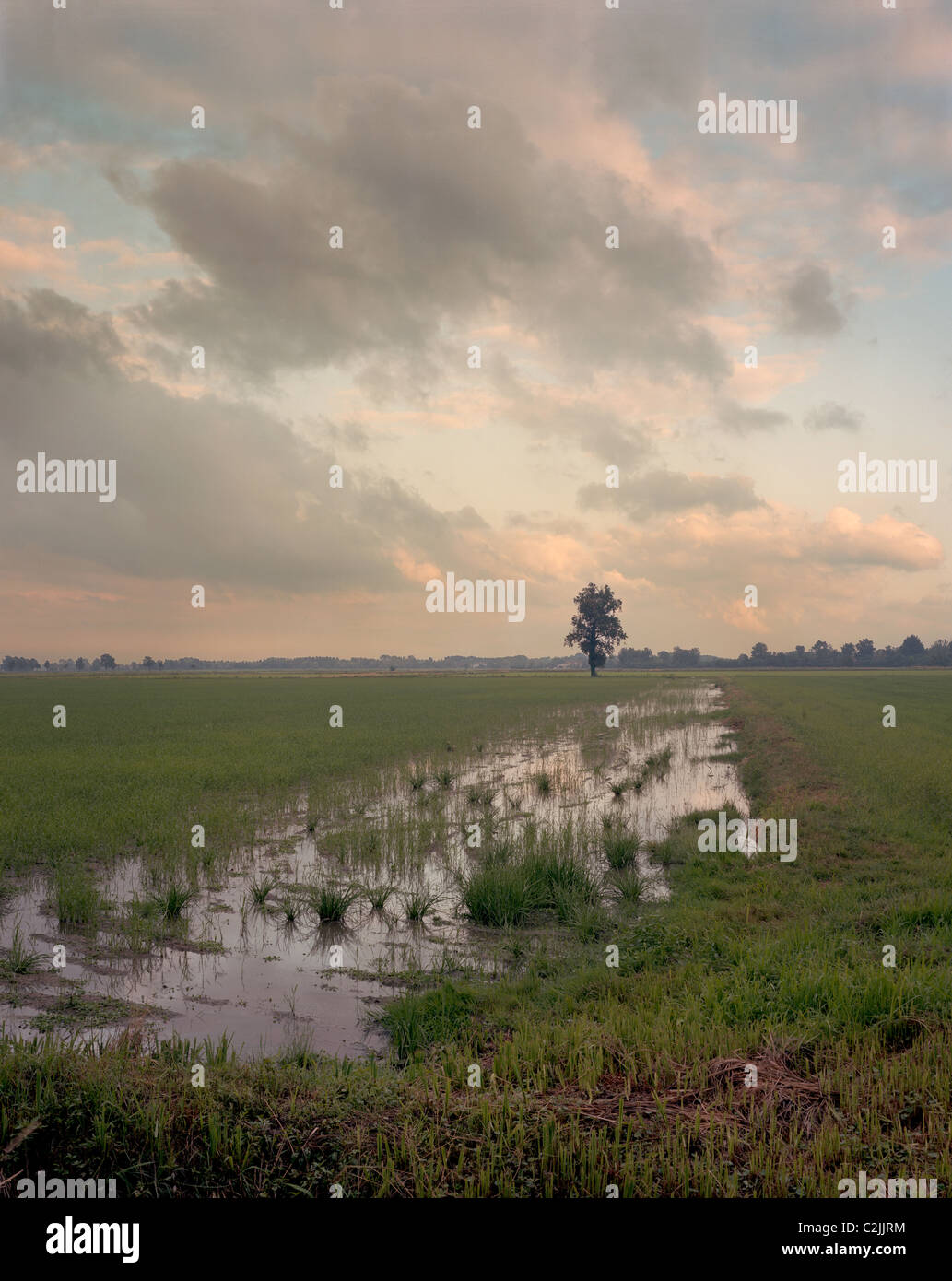 A rice field in Lombardy, Italy Stock Photo - Alamy