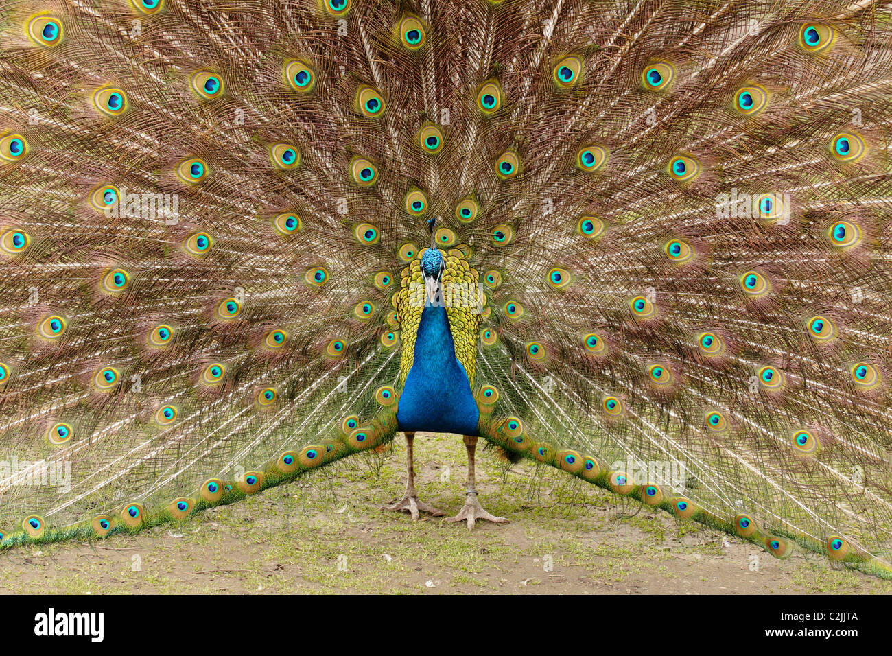 Peacock hi-res stock photography and images - Alamy