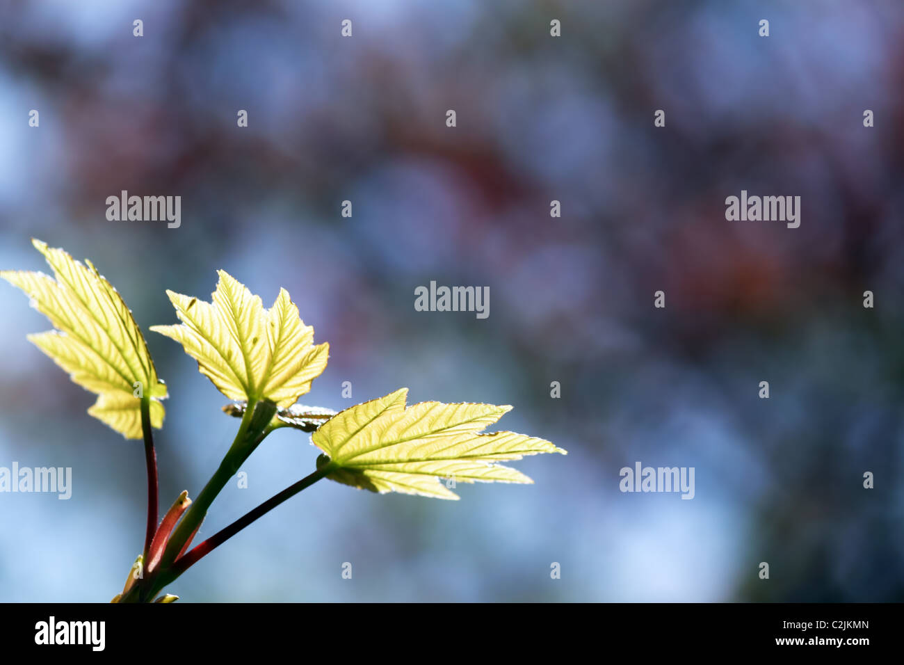 Yellow maple leaves Stock Photo - Alamy