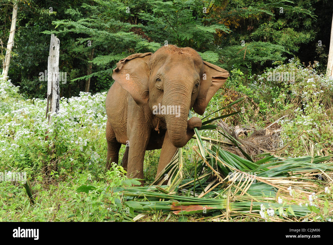 Elephant enjoying the freedom and natural habitat of Elephant Valley ...