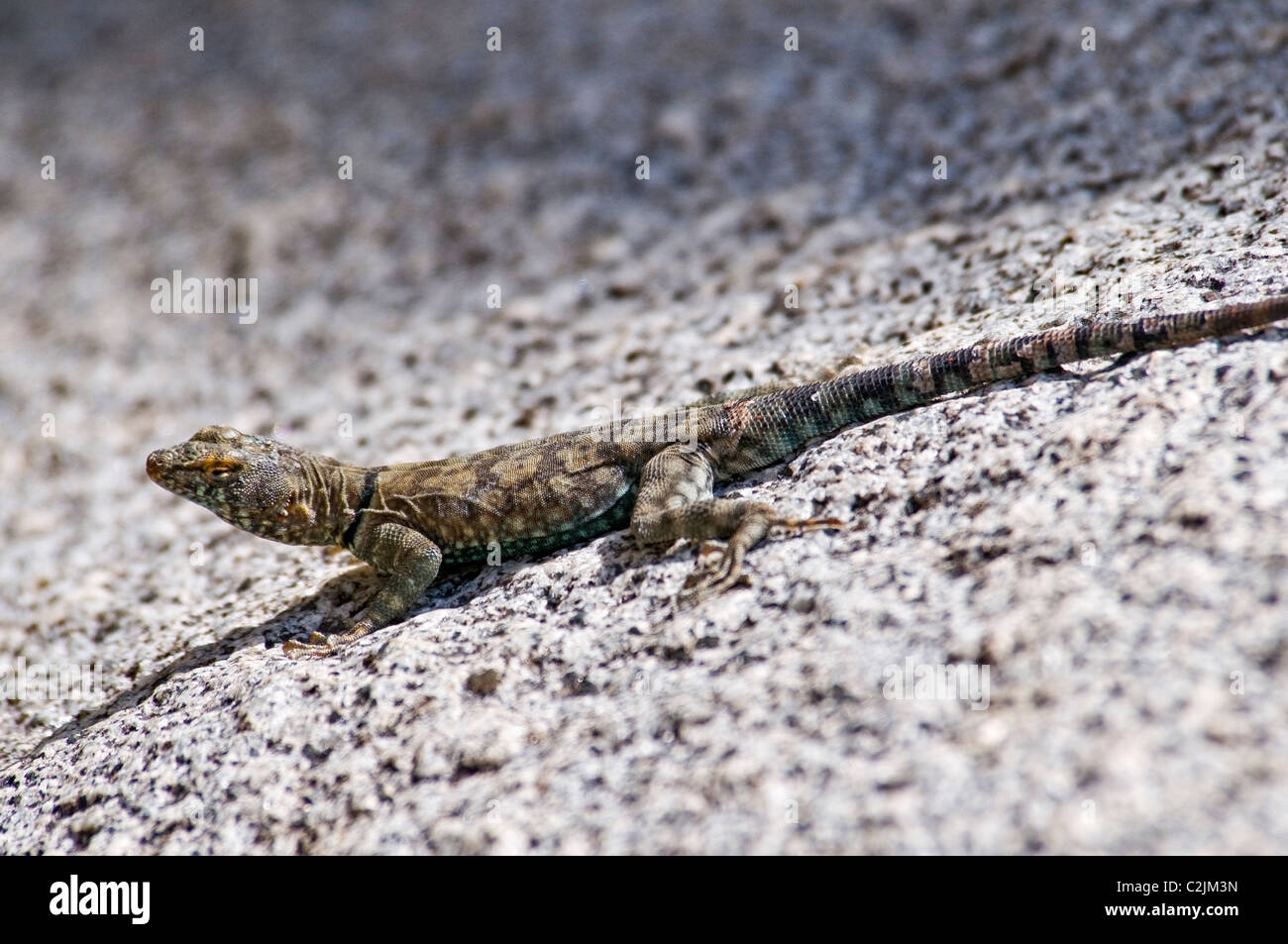 Petrosaurus High Resolution Stock Photography and Images - Alamy