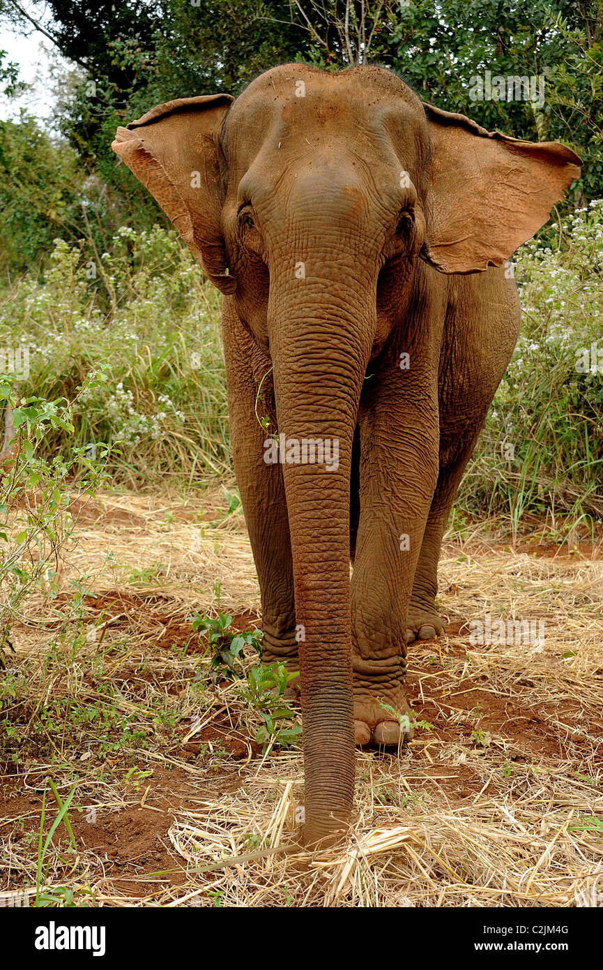 Elephant enjoying the freedom and natural habitat of Elephant Valley ...