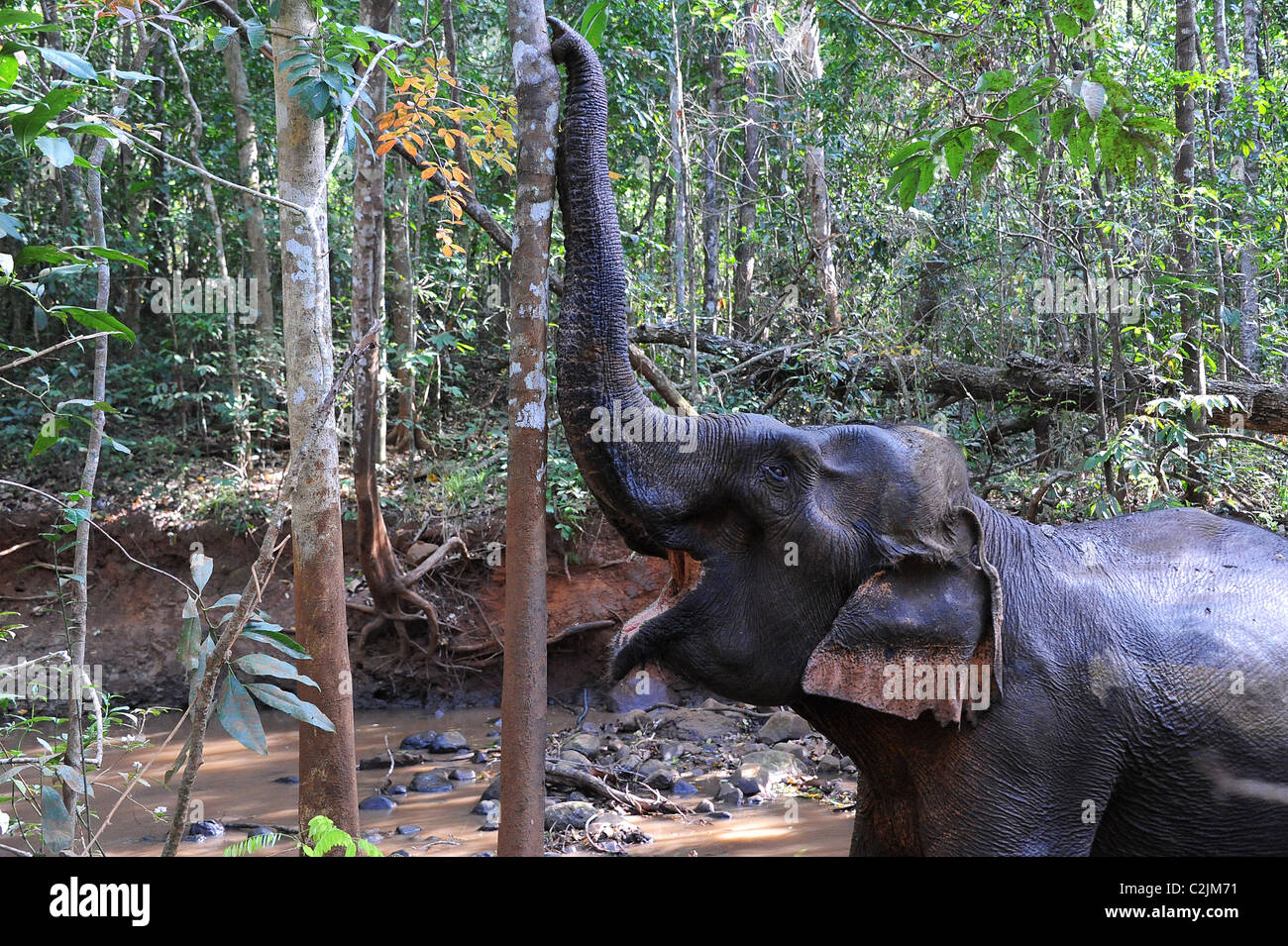 Elephant enjoying the freedom and natural habitat of Elephant Valley ...