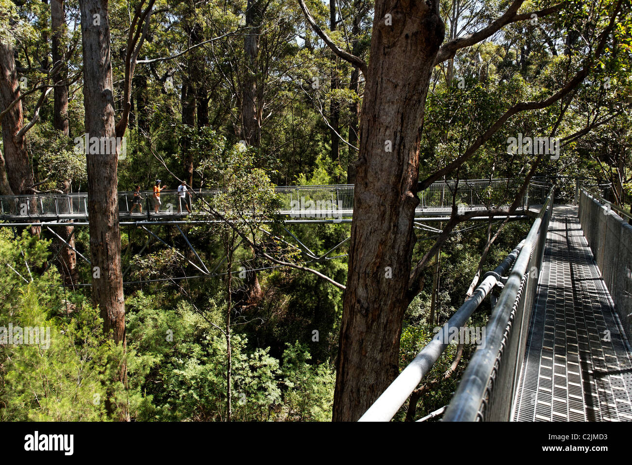 Valley of the Giants tree top walk, Walpole-Nornalup National Park ...