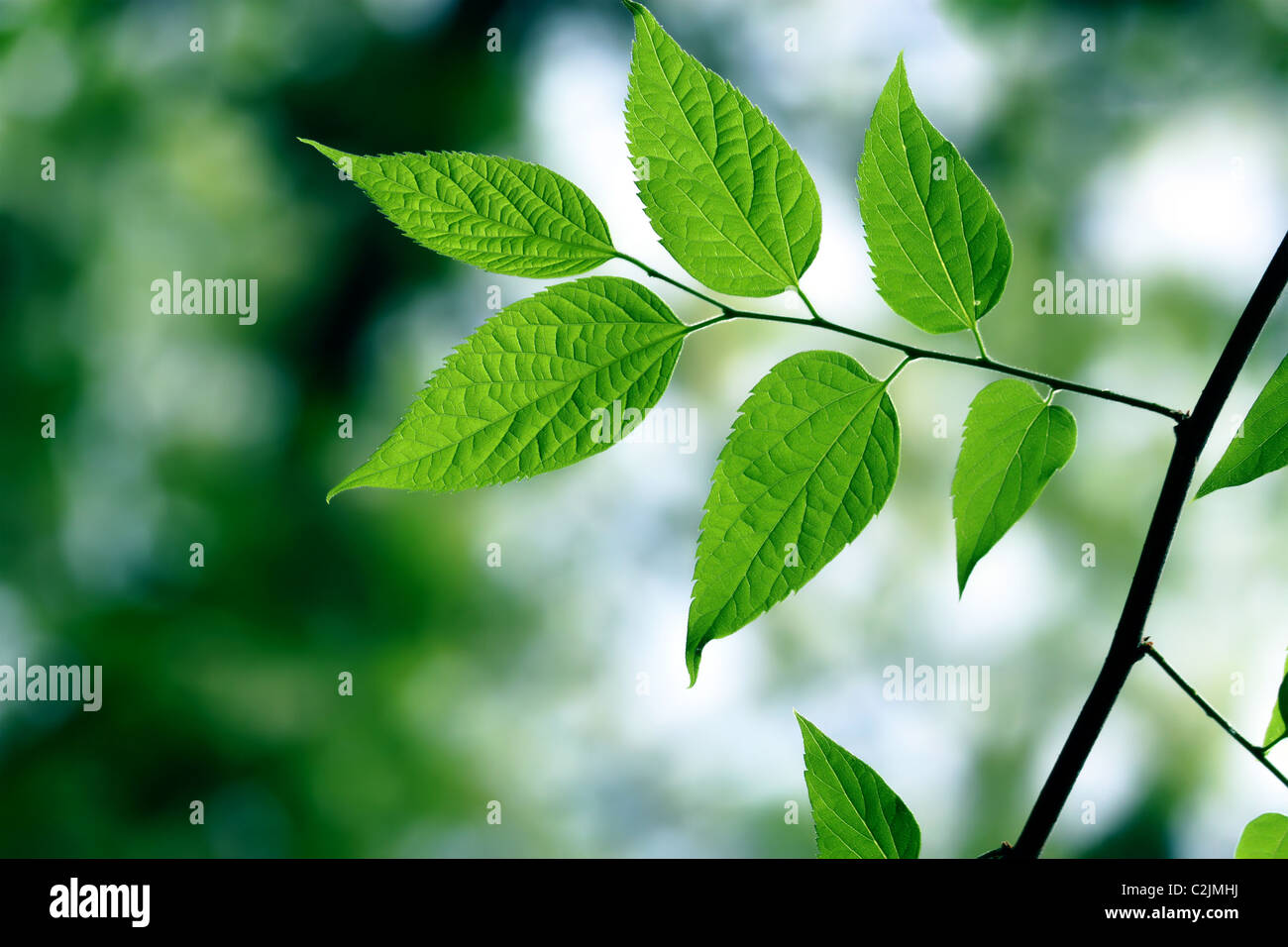 Foliage square leaves hi-res stock photography and images - Alamy