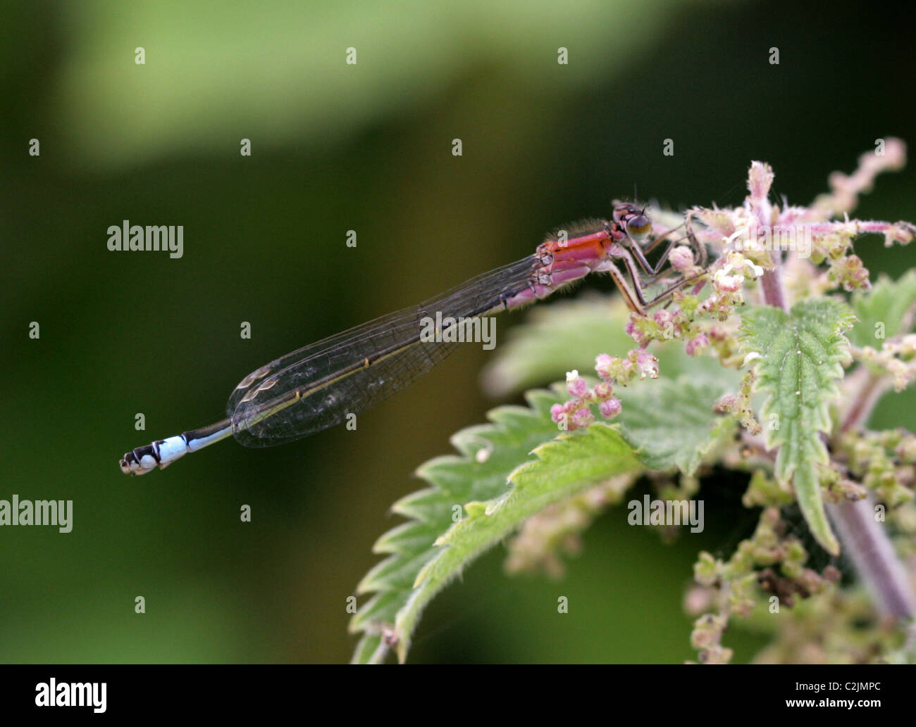 Female Blue-tailed Damselfly, Ischnura elegans, Coenagrionidae, Odonata ...