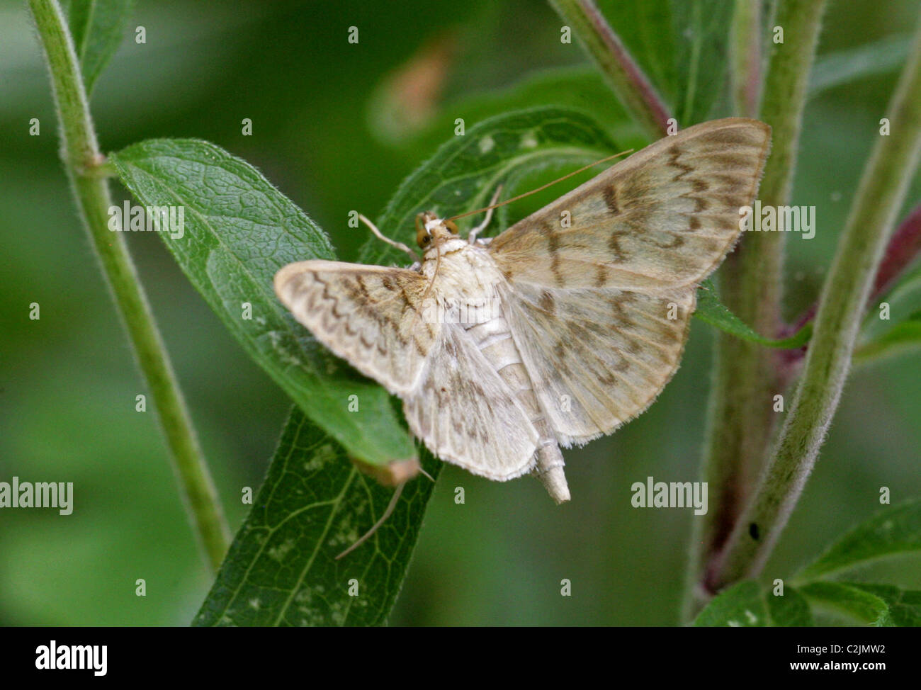 Dwarf Cream Wave Moth, Idaea fuscovenosa, Geometridae, Sterrhinae ...