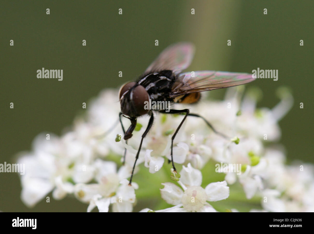 Muscid Fly, Graphomya maculata, Muscidae, Diptera. Male Stock Photo - Alamy
