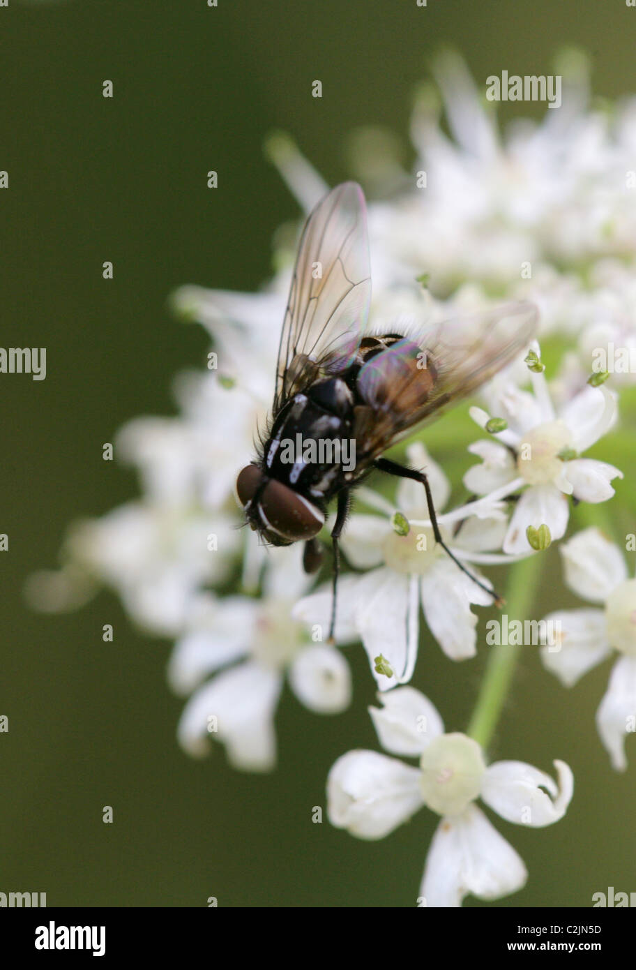 Muscid Fly, Graphomya maculata, Muscidae, Diptera. Male Stock Photo - Alamy