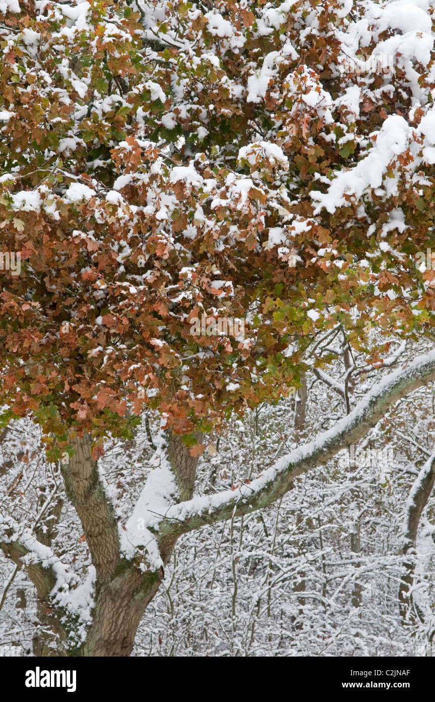 Oak (Quercus robur) leaves covered in snow. Surrey, December, 2010 ...