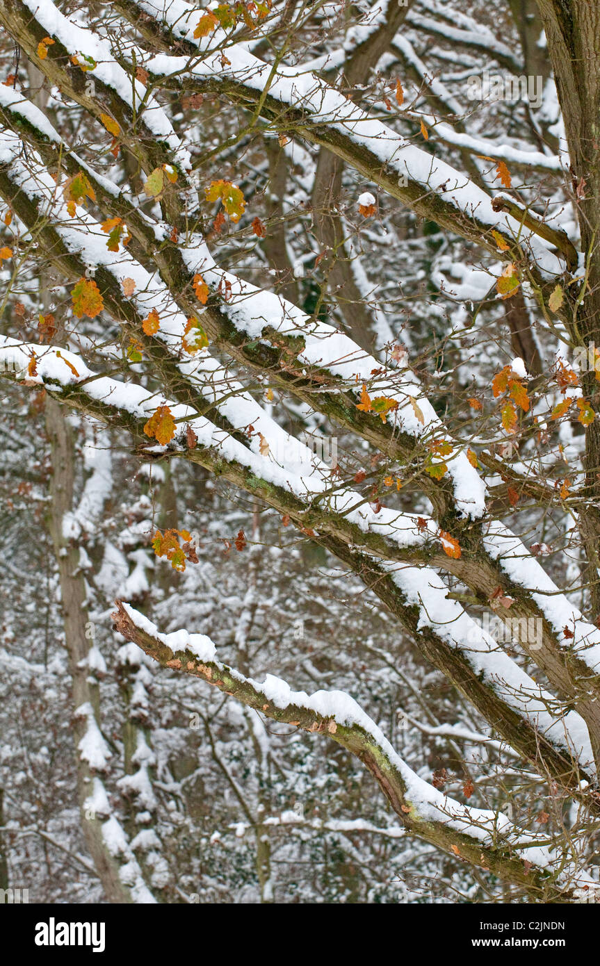 Oak (Quercus robur) leaves covered in snow. Surrey, December, 2010 ...