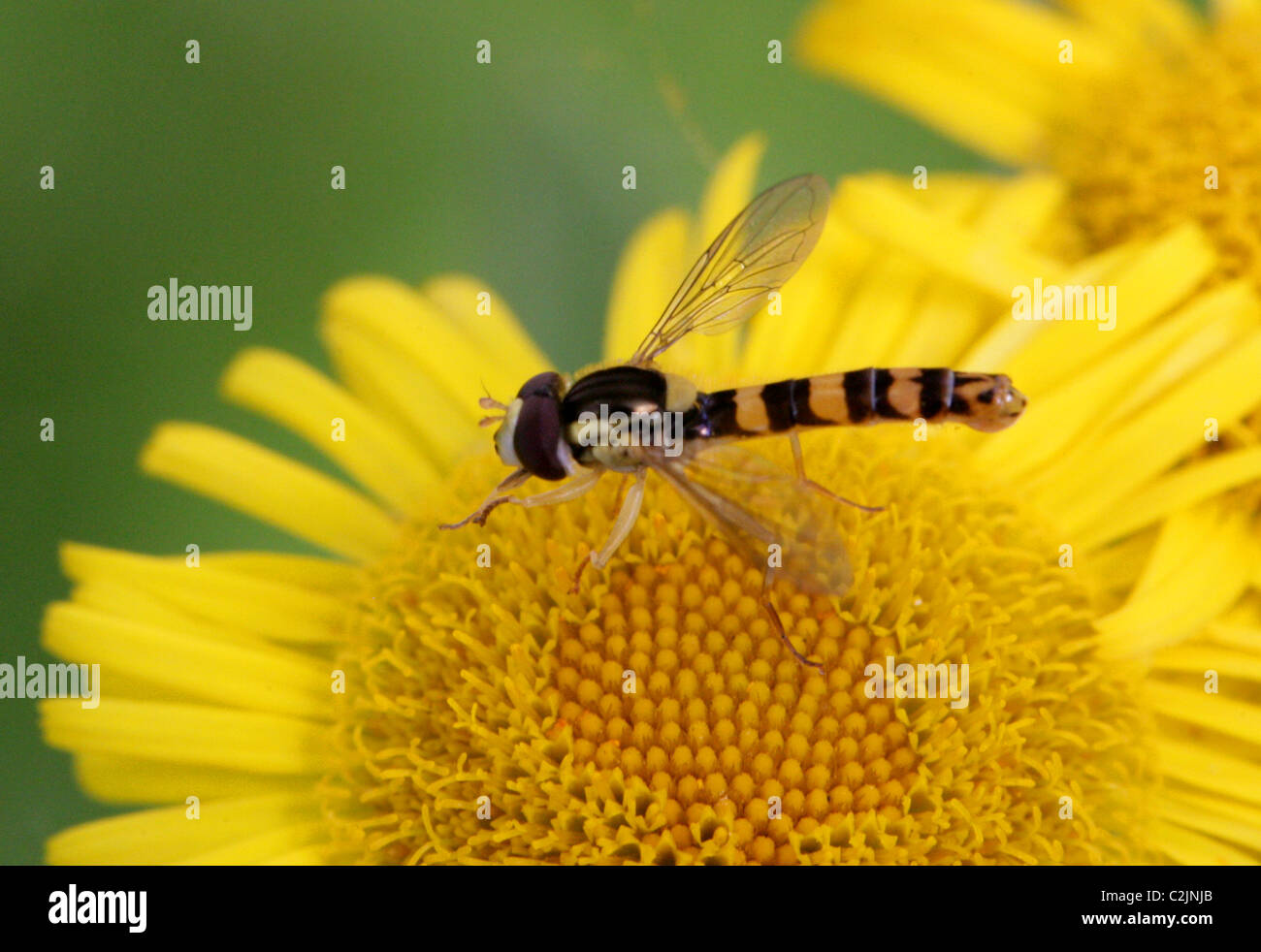Hoverfly, Sphaerophoria scripta, Syrphidae, Diptera. Male Feeding on ...