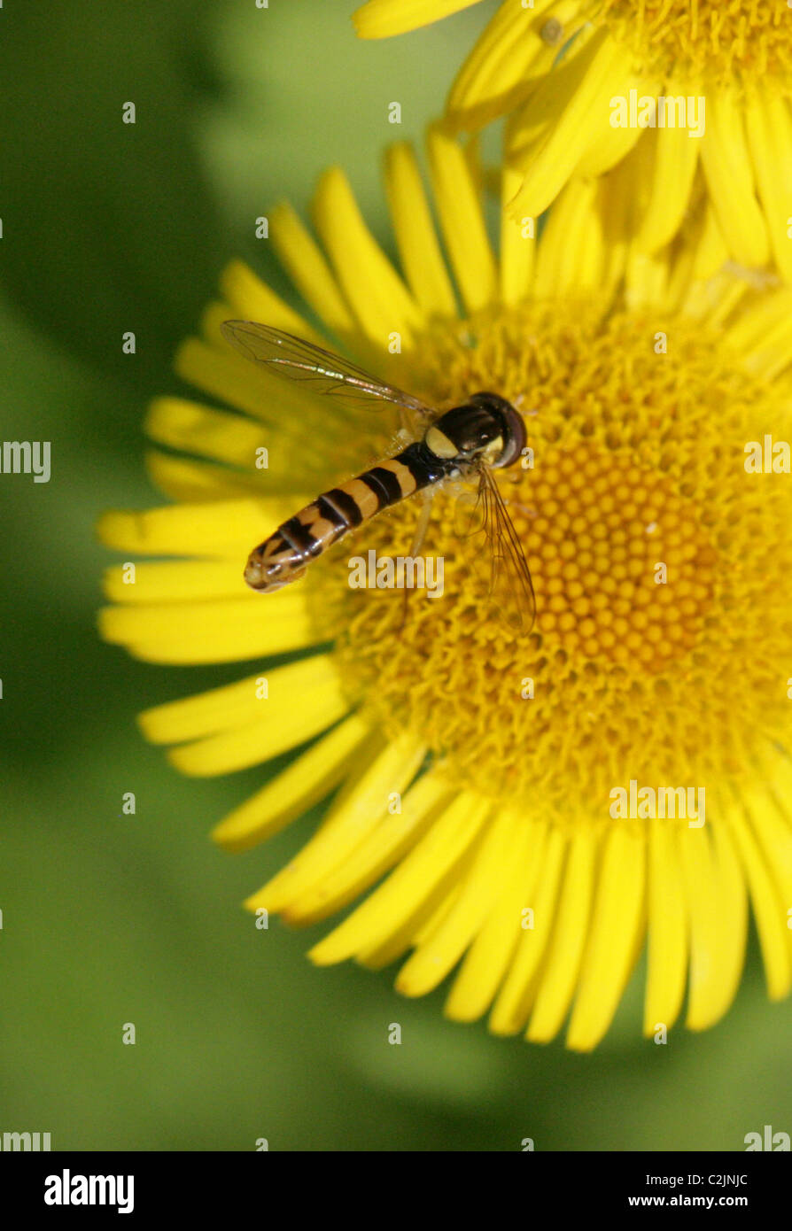Hoverfly, Sphaerophoria scripta, Syrphidae, Diptera. Male Feeding on ...
