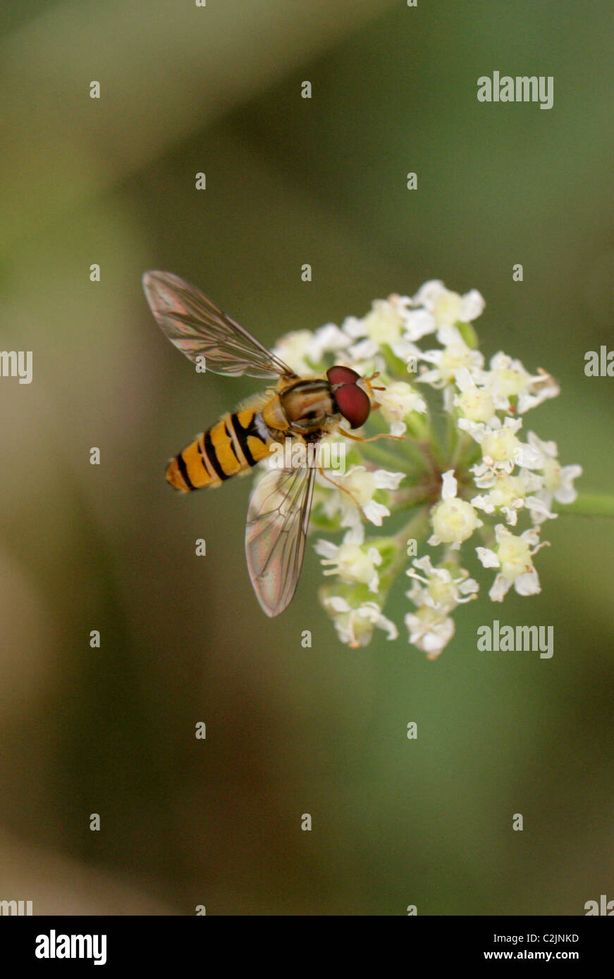 Marmalade Hoverfly, Episyrphus balteatus, Syrphidae, Diptera Stock ...