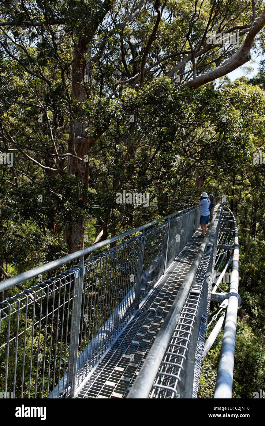 Valley of the Giants tree top walk, Walpole-Nornalup National Park ...